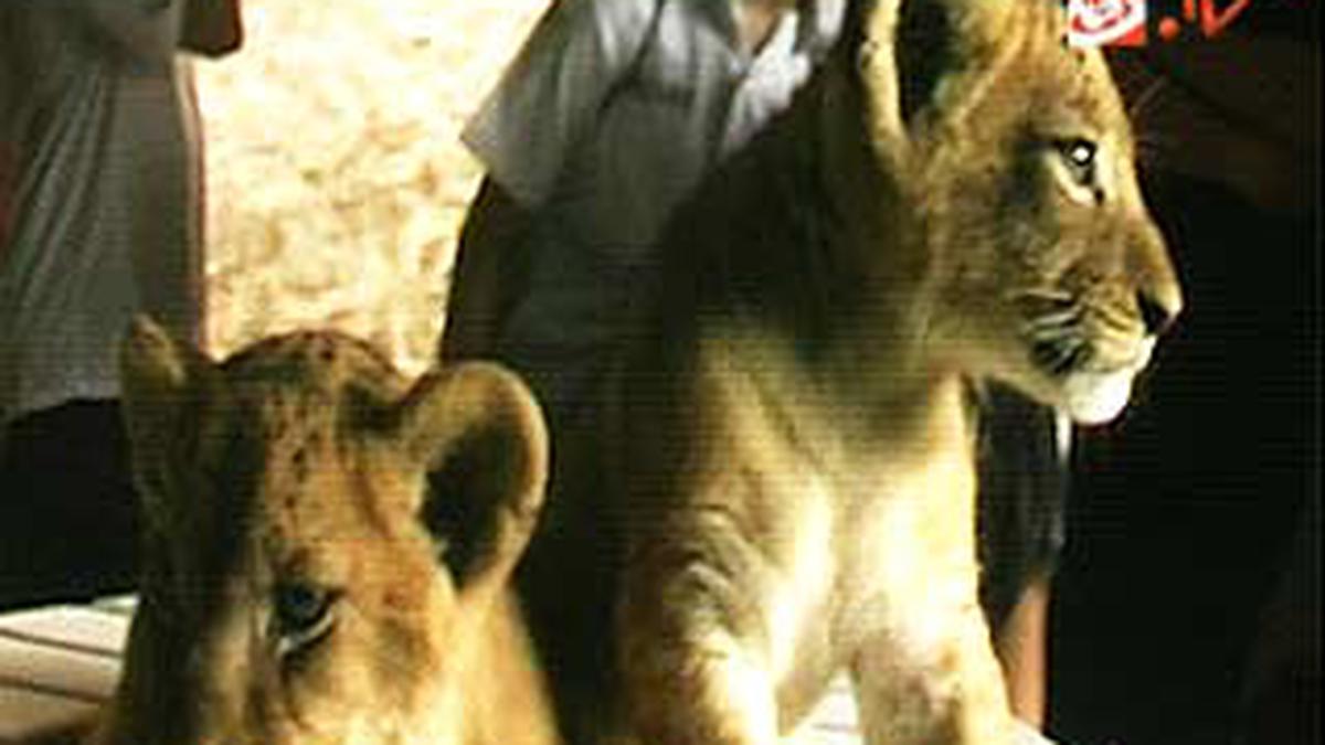 Bayi Singa Afrika Lahir di Batu - News Liputan6.com