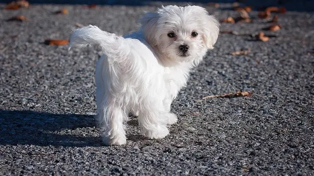 17 Macam-Macam Jenis Anjing Peliharaan, Setia dan Menggemaskan - Hot ...