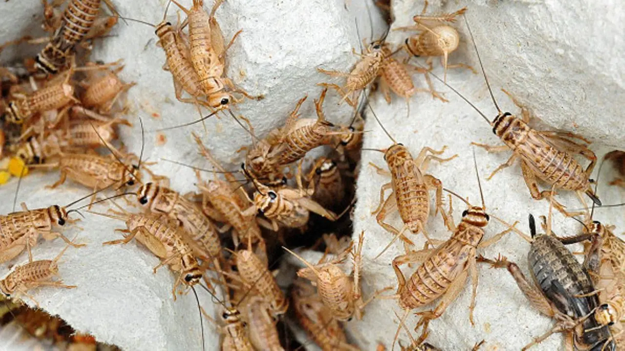 8 Makanan Bunglon Kecil yang Mudah Ditemukan, Pemilik Harus Tahu - Hot ...