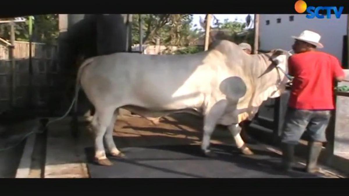 Presiden Jokowi Berkurban 2 Ekor Sapi Benggala di Solo