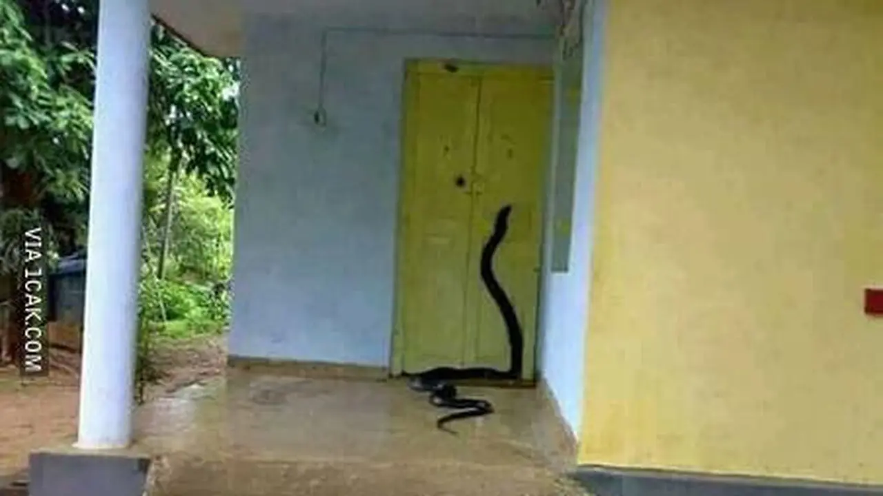 6 Momen Ular Bertingkah Bak Manusia, Nonton Anime Hingga Minum Kopi ...