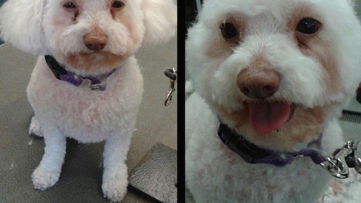 Gaya Rambut Anjing Super Trendi Bikin Ia Tambah Cute Dan Mengagumkan