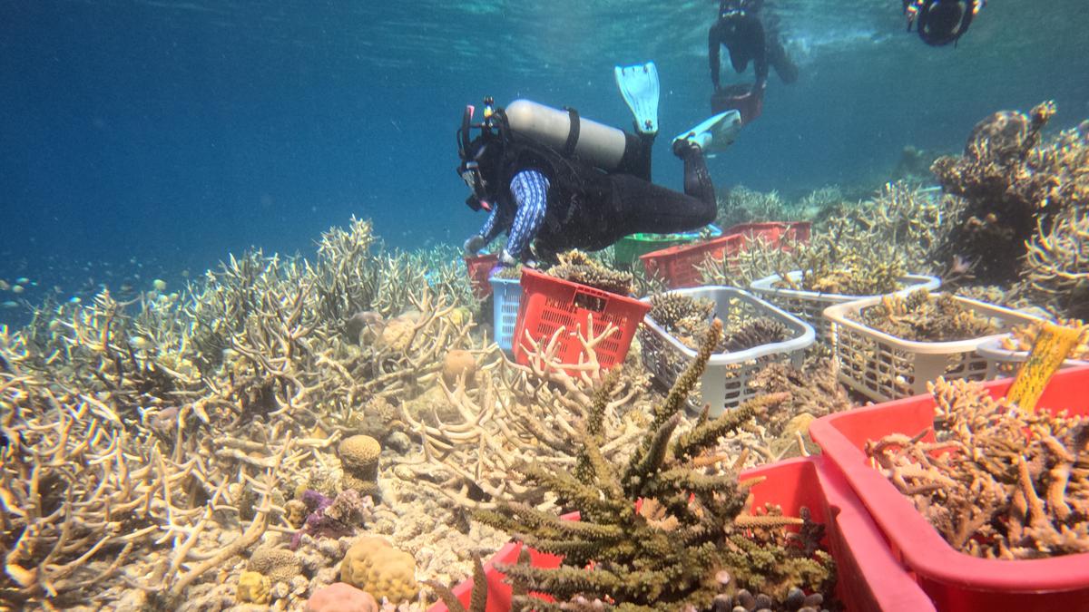 Cara Membantu Restorasi Terumbu Karang sebagai Langkah Nyata Menjaga ...