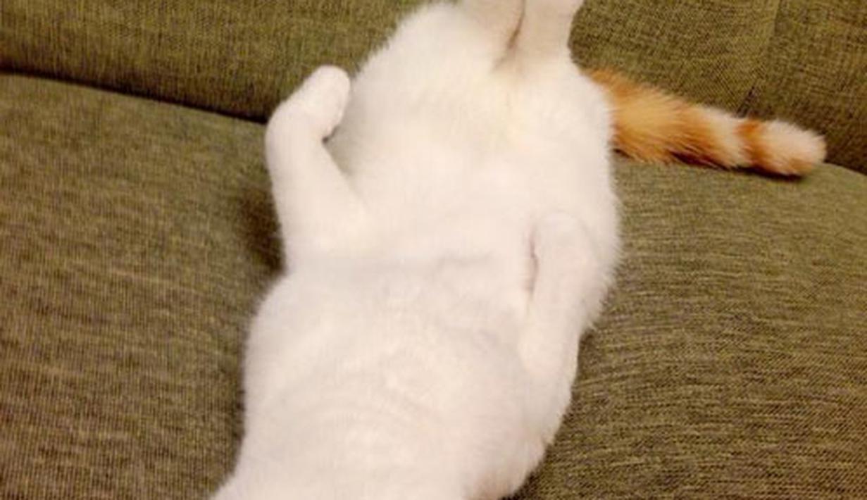 Sesuai Namanya, Kucing Tororo Buktikan Tubuhnya Lentur dan Fleksibel ...