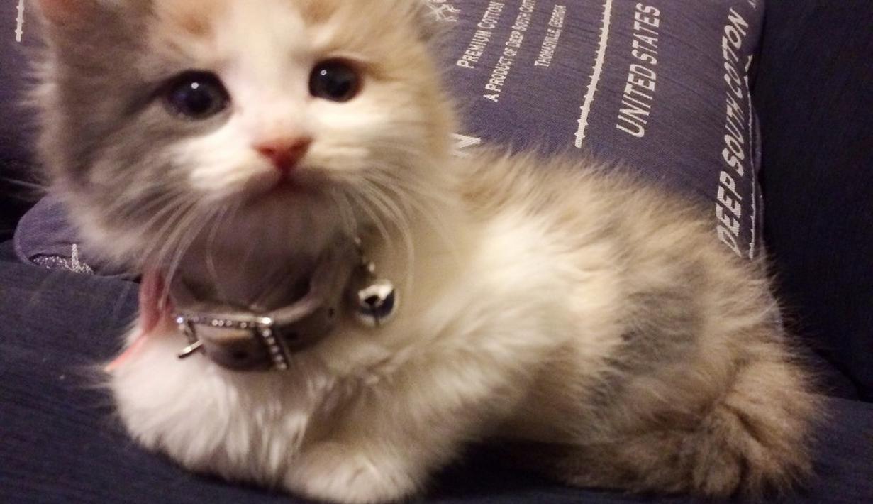 12 Ekspresi Kucing dan Makna dari Setiap Ekspresinya - Photo Fimela.com