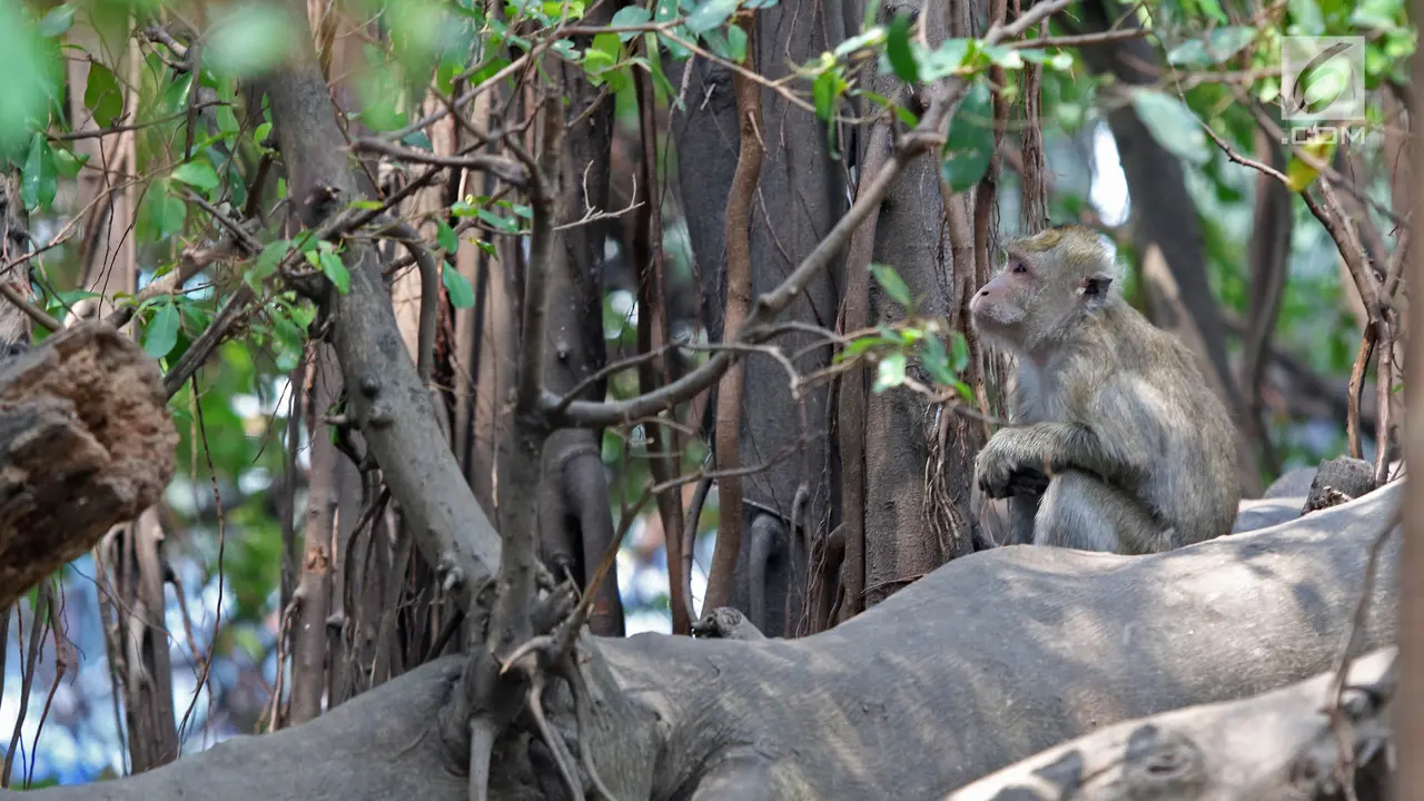 Suaka Margasatwa Muara Angke, Benteng Pertahanan Terakhir Jakarta dari ...