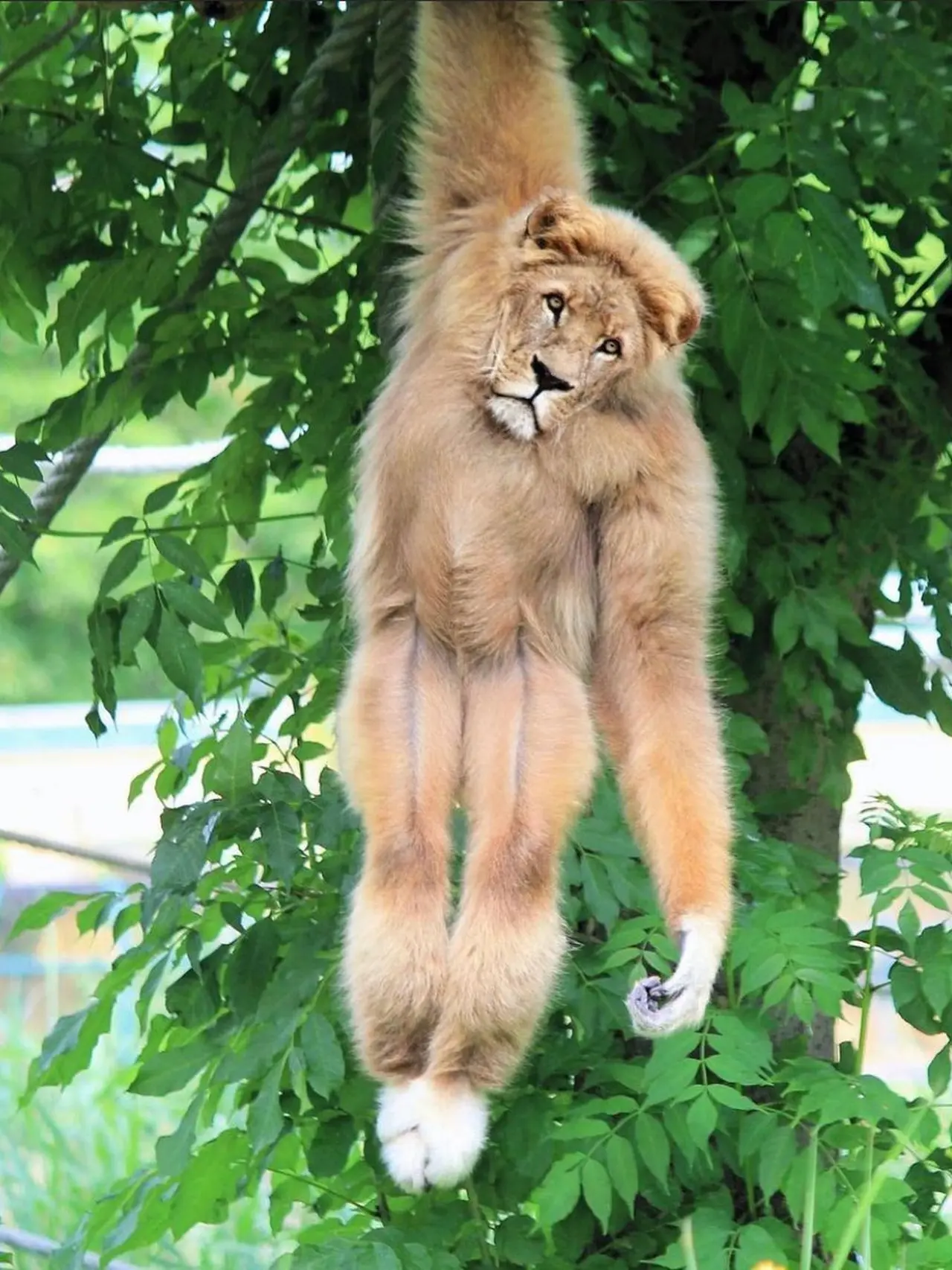 6 Editan Foto Jika Hewan Berkepala Singa Ini Unik, Gagal Garang - Hot ...