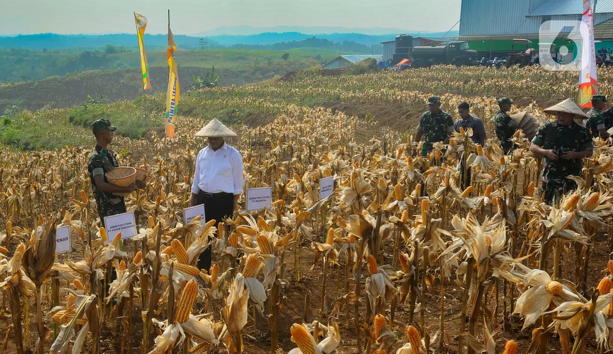 Kasad Maruli Simanjuntak dan Mentan Amran Sulaiman Panen Jagung di Food Estate Sukabumi - Foto ...