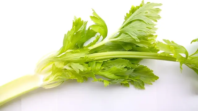 5 Cara Menyimpan Seledri Agar Tetap Segar dan Renyah, Jangan Sampai ...