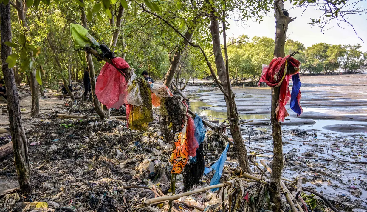 Peringati Hari Mangrove Sedunia, Sejumlah Relawan Bersih-bersih Rawa ...