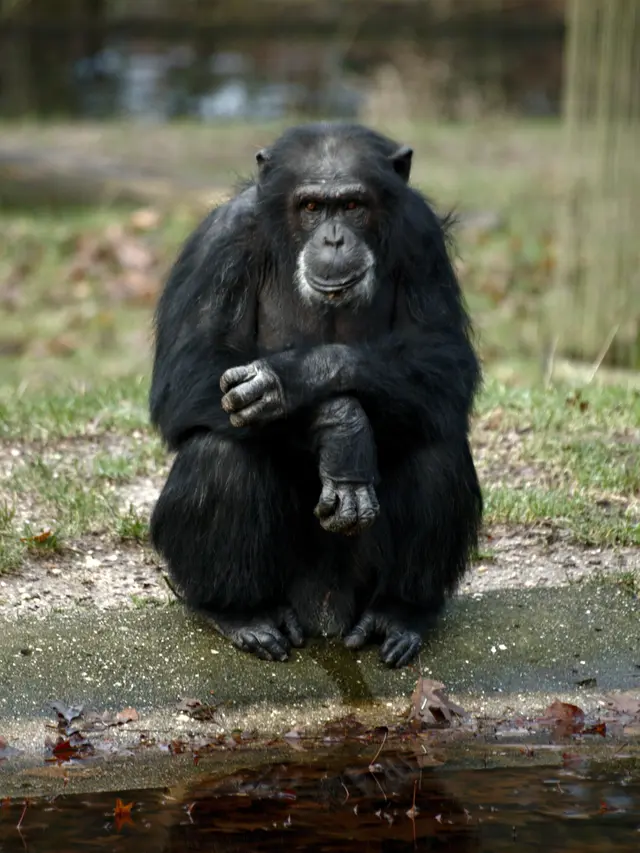 8 Jenis Primata Paling Berbahaya di Dunia, Jangan Coba Mendekat ...