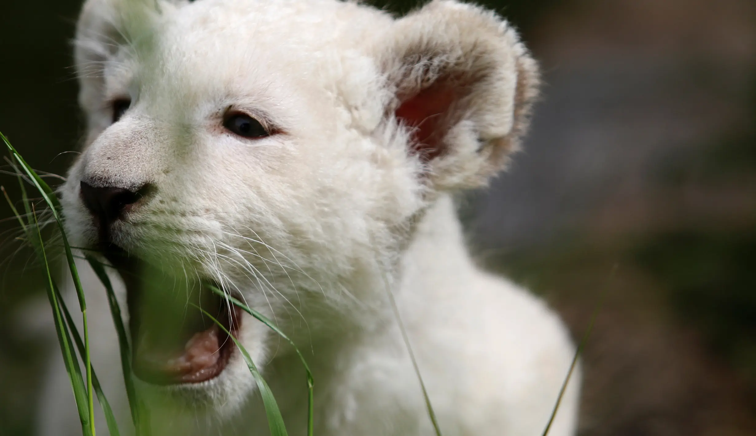 FOTO: Lucunya Simba, Bayi Singa Putih Langka yang Lahir di Siprus ...