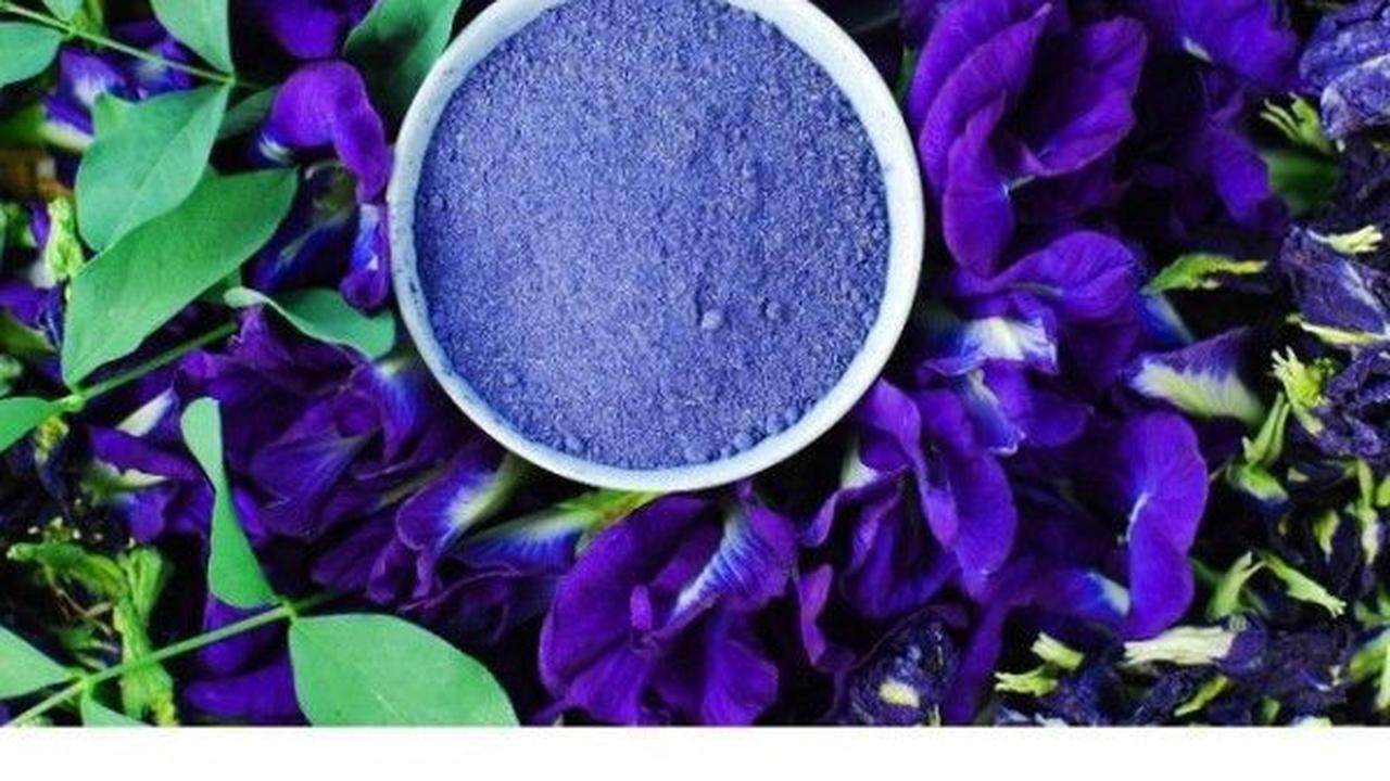 Resep Minuman Bunga Telang dan Manfaatnya untuk Kesehatan, Mudah Dibuat ...