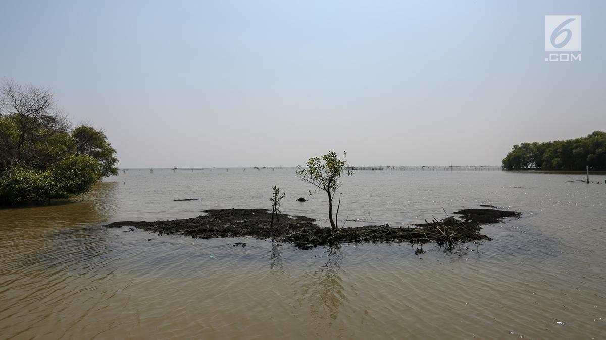 FOTO: Melihat Kampung Muarajaya yang Hilang Ditelan Abrasi - Foto ...