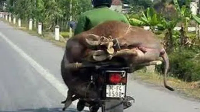 6 Potret Orang Angkut Sapi Pakai Motor Ini Bikin Was-Was Lihatnya - Hot ...