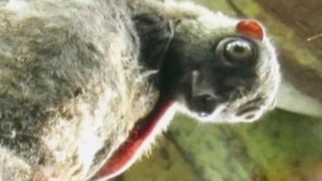 Segmen 5: Tando, Hewan Khas Dataran Sunda - TV Liputan6.com