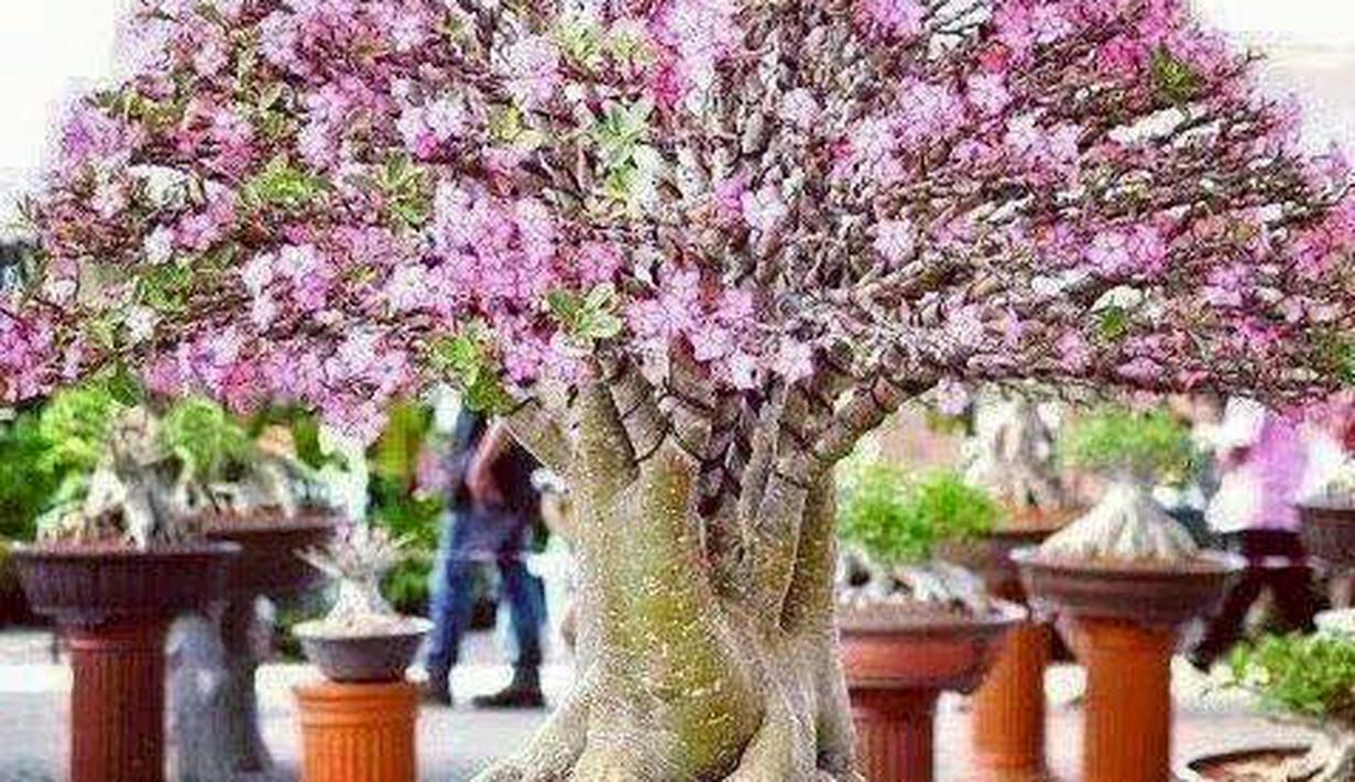 Bonsai Super Kece Bikin Kamu Makin Cinta Pada Tanaman - Photo Fimela.com