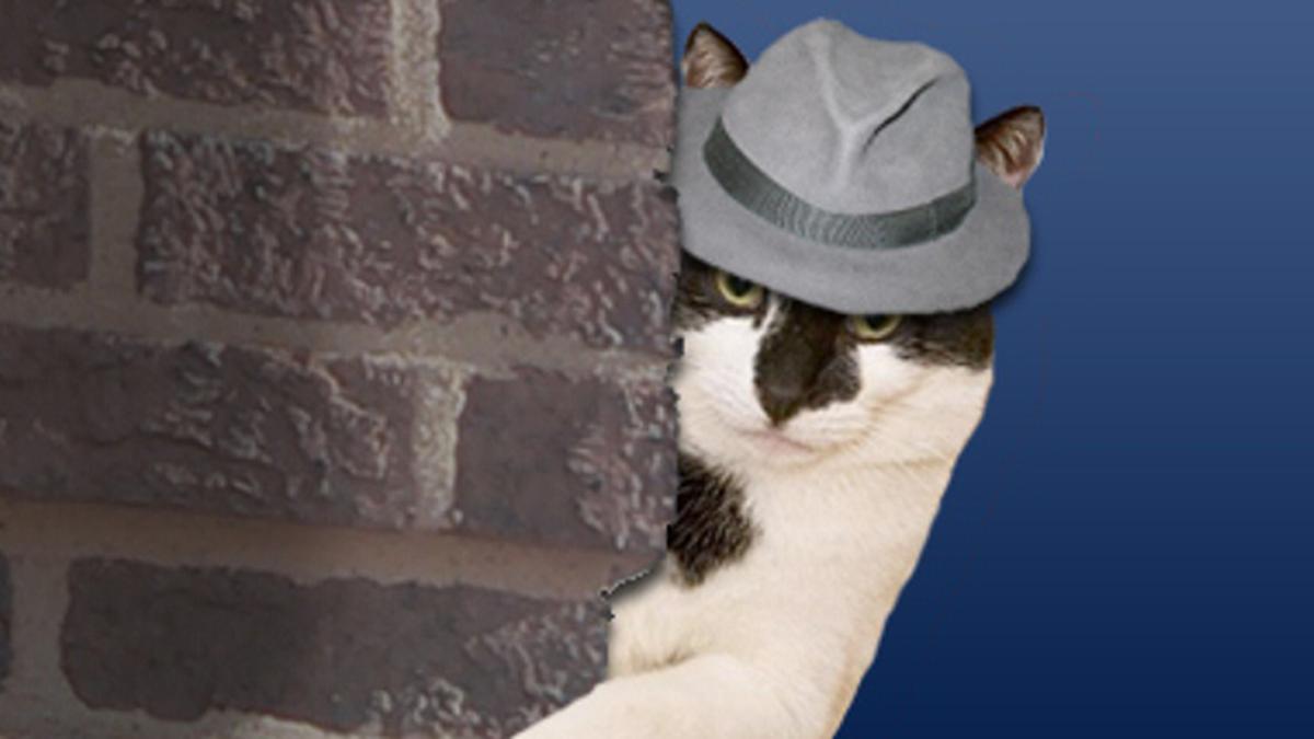 5 Profesi Kucing yang Tak Kalah Hebat dari Manusia - Bisnis Liputan6.com