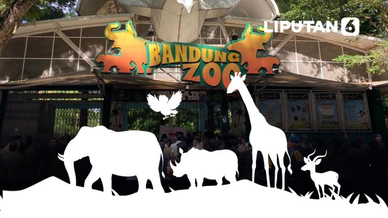 Infografis Izin Dicabut Kemenhut Nasib Satwa hingga Karyawan Bandung Zoo