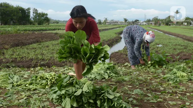 6 Cara Menanam Sawi Hijau Mudah Dan Cepat, Ikuti Langkahnya - Hot ...