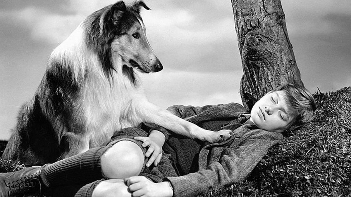 Kisah Anjing-anjing Setia di 7 Film Hollywood - Lifestyle Fimela.com