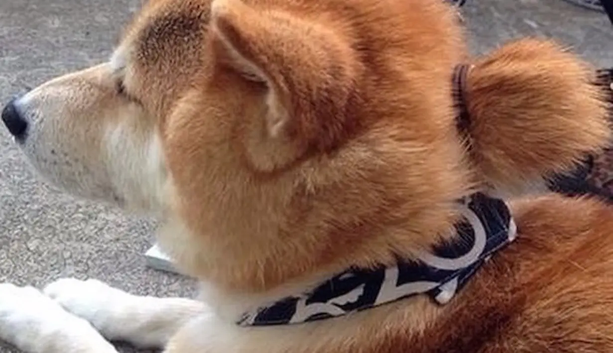 Gaya Rambut Anjing Super Trendi Bikin Ia Tambah Cute Dan Mengagumkan