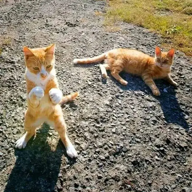 10 Potret Lucu Kucing Berdiri dengan Dua Kaki Ini Gemas Banget - Hot ...