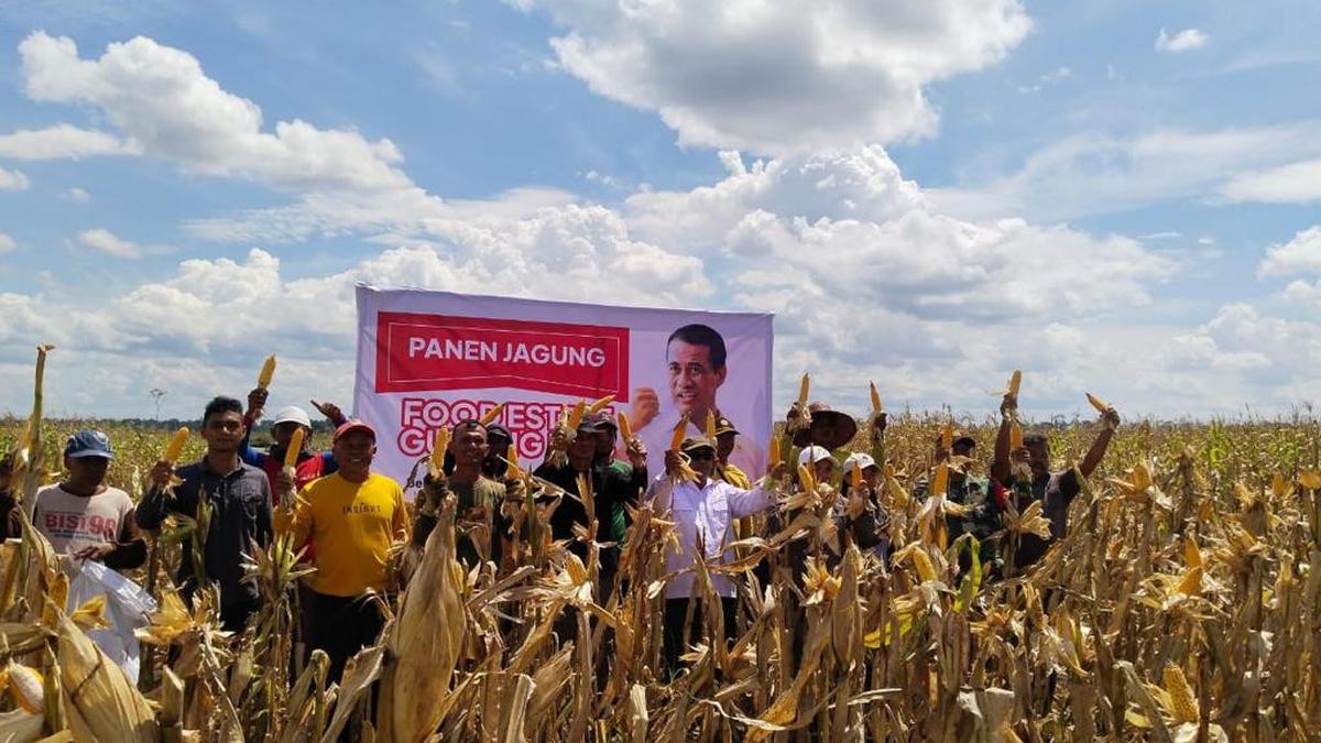 Top 3: Mentan Pamer Panen Jagung di Food Estate Gunung Mas