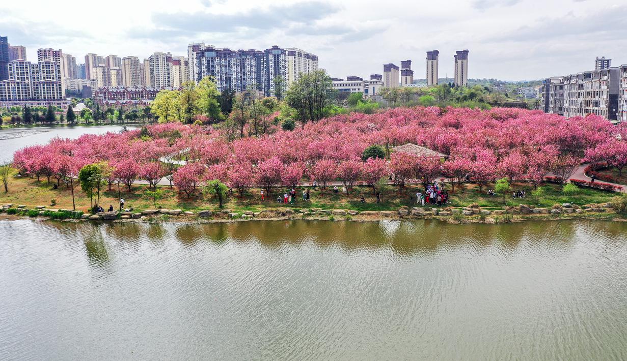 Menikmati Keindahan Warna-warni Bunga Sakura Bermekaran di China - Foto ...