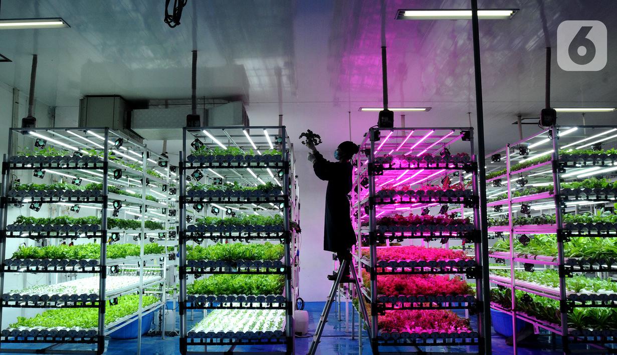 FOTO: Budidaya Sayuran Dalam Ruangan - Foto Liputan6.com