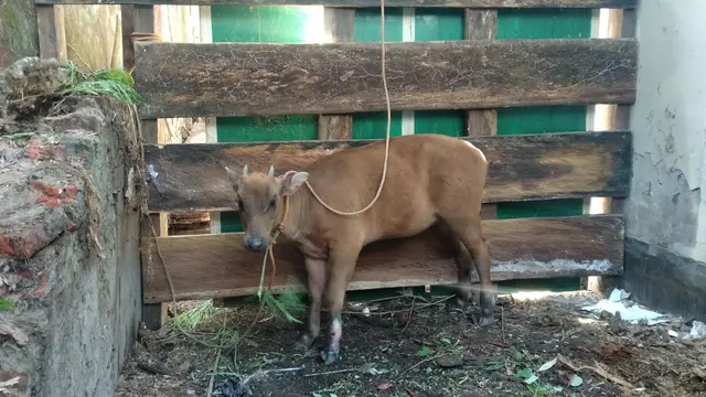 Anoa Gunung Terjebak Jerat Sapi Usai Terpisah dari Induknya - Regional ...