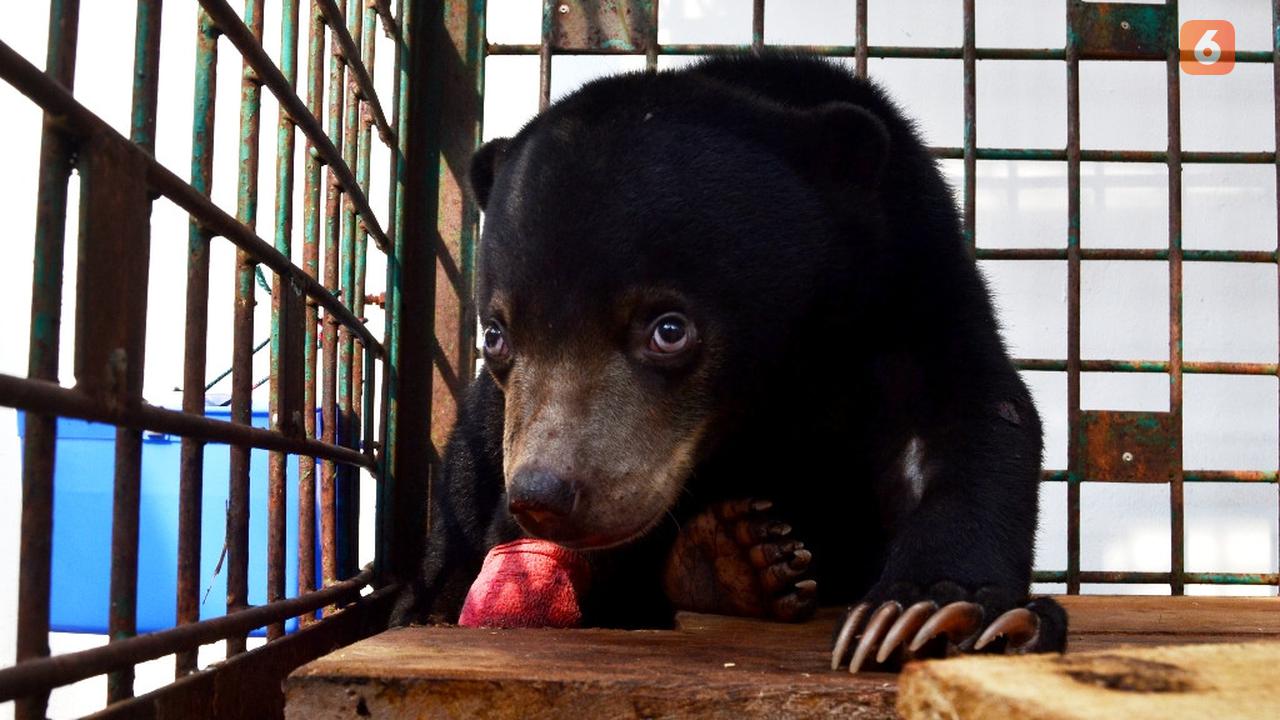 Terjerat Tali Nilon, Kaki Anak Beruang Madu Marsya Terpaksa Diamputasi