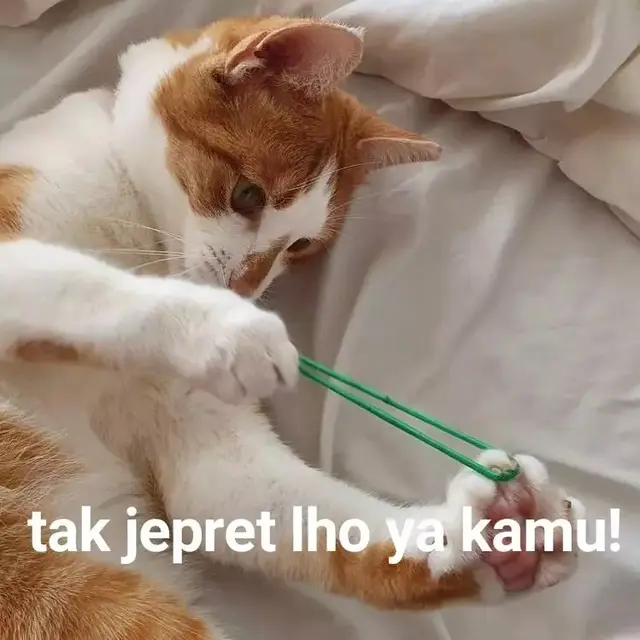 8 Potret Meme Kucing saat Emosi Ini Justru Bikin Gemas - Hot Liputan6.com