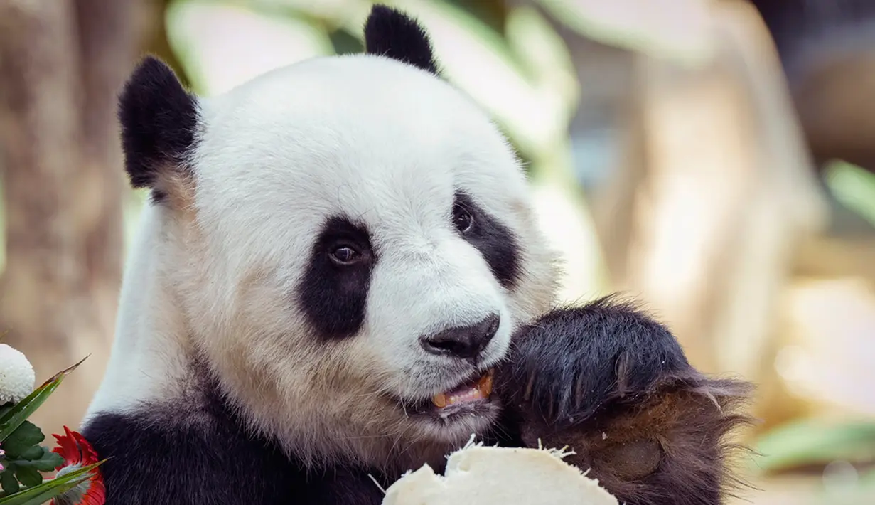 Panda Raksasa Xing Xing dan Liang Liang Rayakan HUT ke-17 di Kebun ...