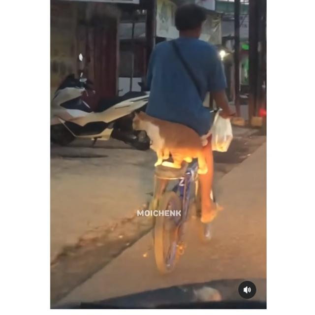6 Potret Kucing Dibonceng Pakai Sepeda Ini Bikin Gemas, Anteng Banget