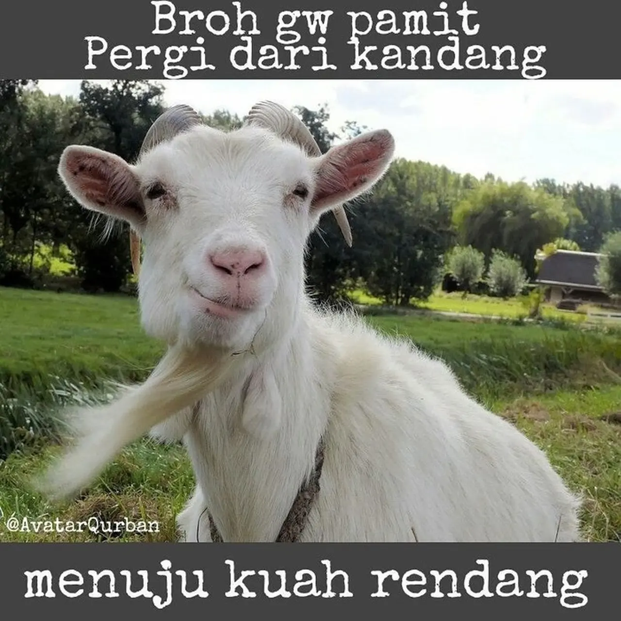 12 Meme Kurban Idul Adha Lucu, Menyamar Untuk Menghindari Nasib - Hot ...
