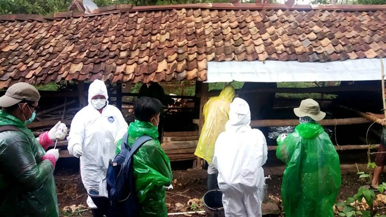 Fakta-Fakta Kasus Antraks di Gunungkidul: Sapi Ternak Sudah Dikubur, Digali Lagi, Lalu Disantap ...