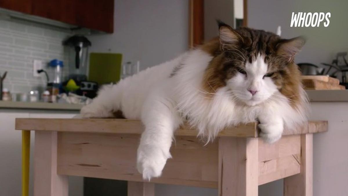 Beginilah Sosok Kucing Terbesar Dunia - Lifestyle Liputan6.com