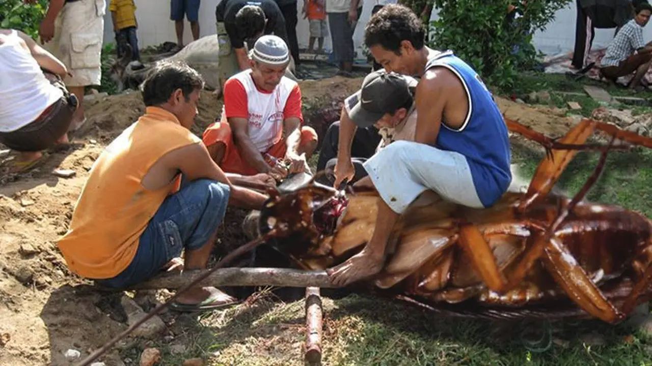 6 Editan Foto Sembelih Hewan Kurban saat Iduladha Ini Bikin Ngakak ...