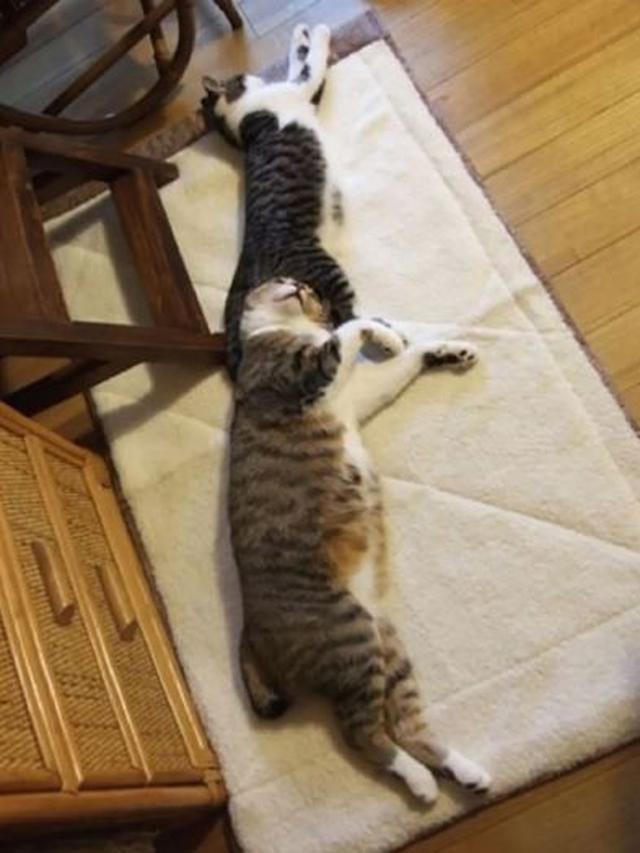 Hari Kucing Sedunia, Ini 6 Potret Kucing Saat Betingkah Konyol