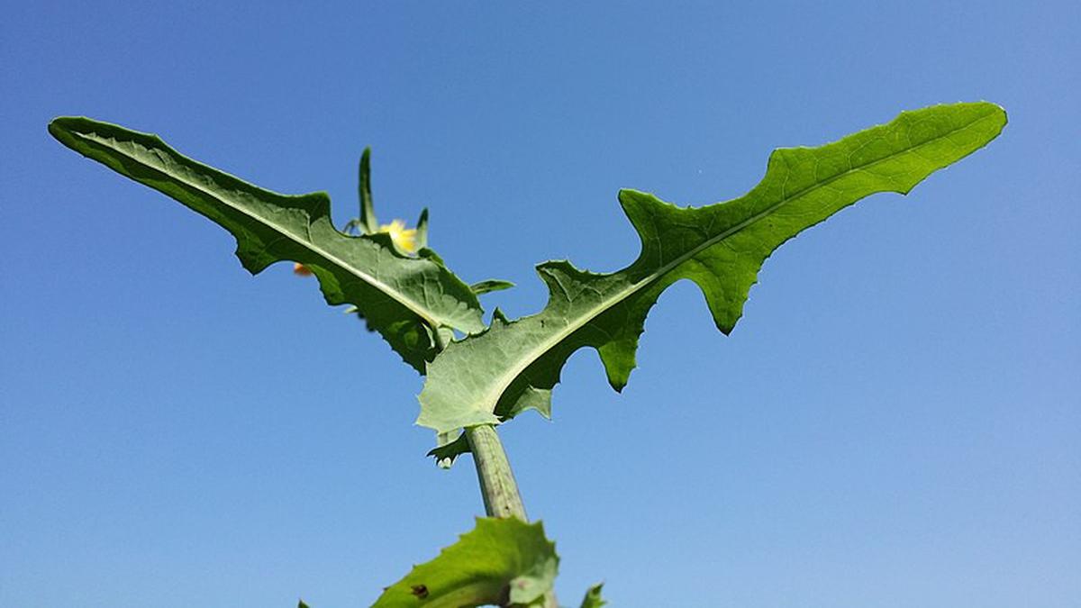 5 Manfaat Daun Tempuyung untuk Kesehatan, Tingkatkan Sistem Imun - Hot ...