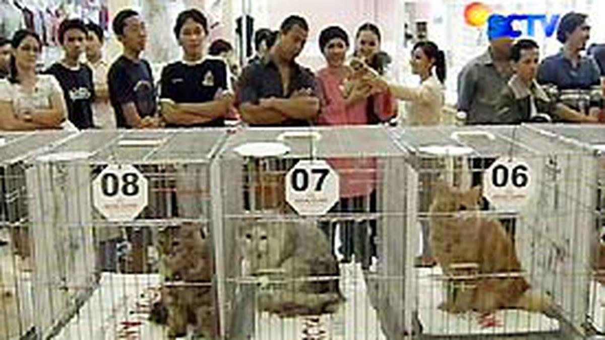 Jakarta Cat Festival Digelar - News Liputan6.com