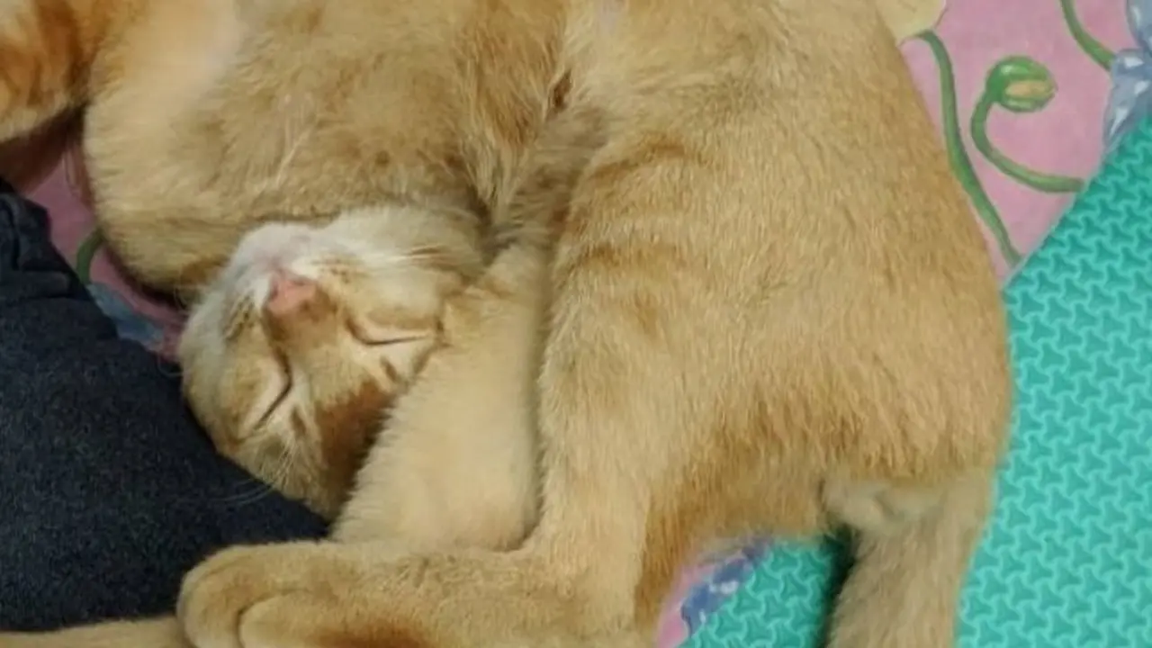7 Potret Kucing Tidur dengan Pose Tak Wajar, Bikin Encok Lihatnya ...