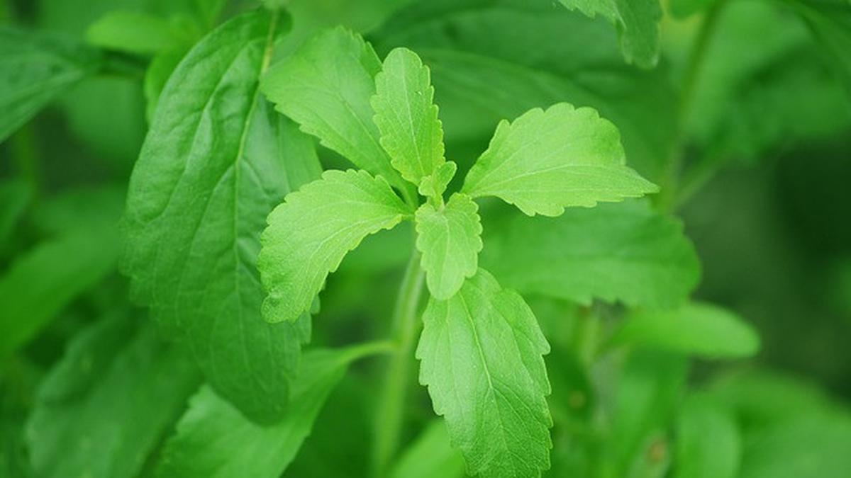 7 Manfaat Daun Stevia bagi Kesehatan yang Jarang Diketahui
