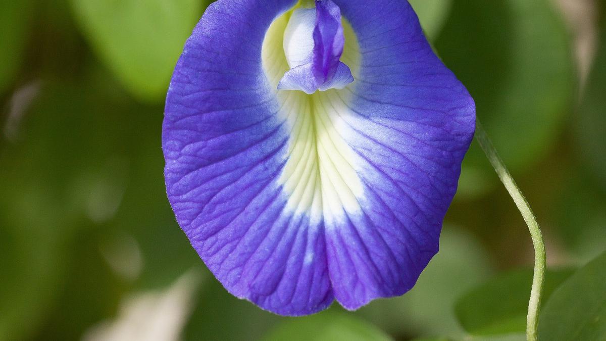 7 Resep Olahan Bunga Telang, Tidak Hanya Jadi Minuman