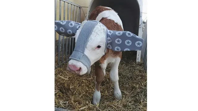 Unik, 7 Potret Pelindung Kepala Khusus Anak Sapi Ini Bikin Gemas - Hot ...