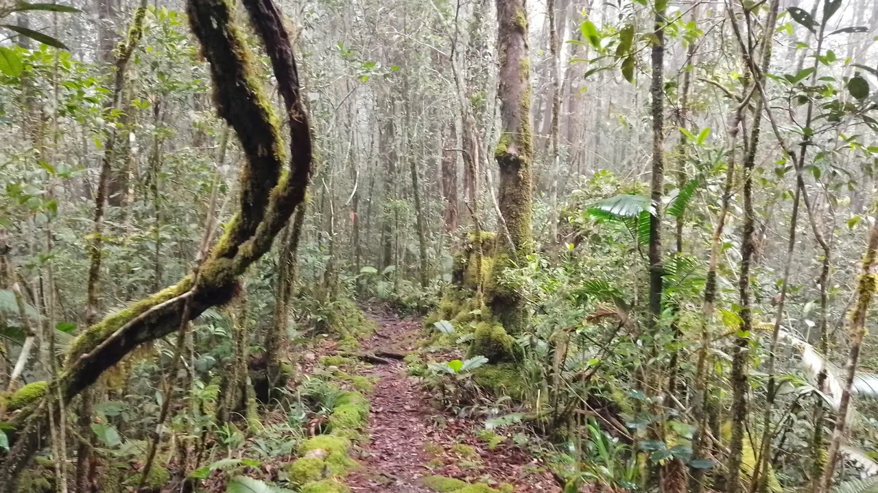 6 Fakta Menarik Gunung Sinsing di Perbatasan Kalimantan dan Malaysia ...