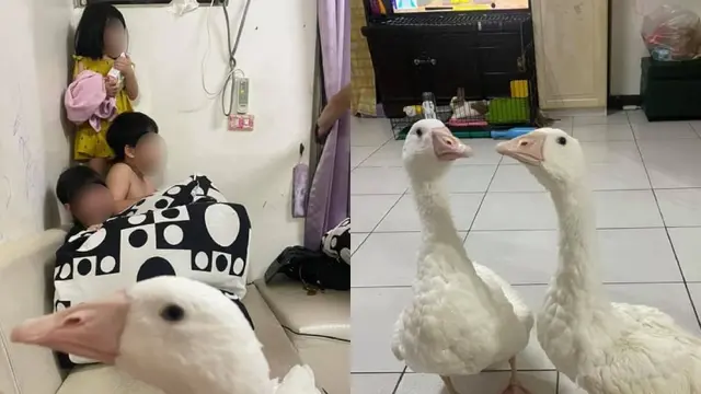 Agar Tak Keluyuran Saat Covid-19, Ibu Ini Gunakan Angsa untuk Awasi ...