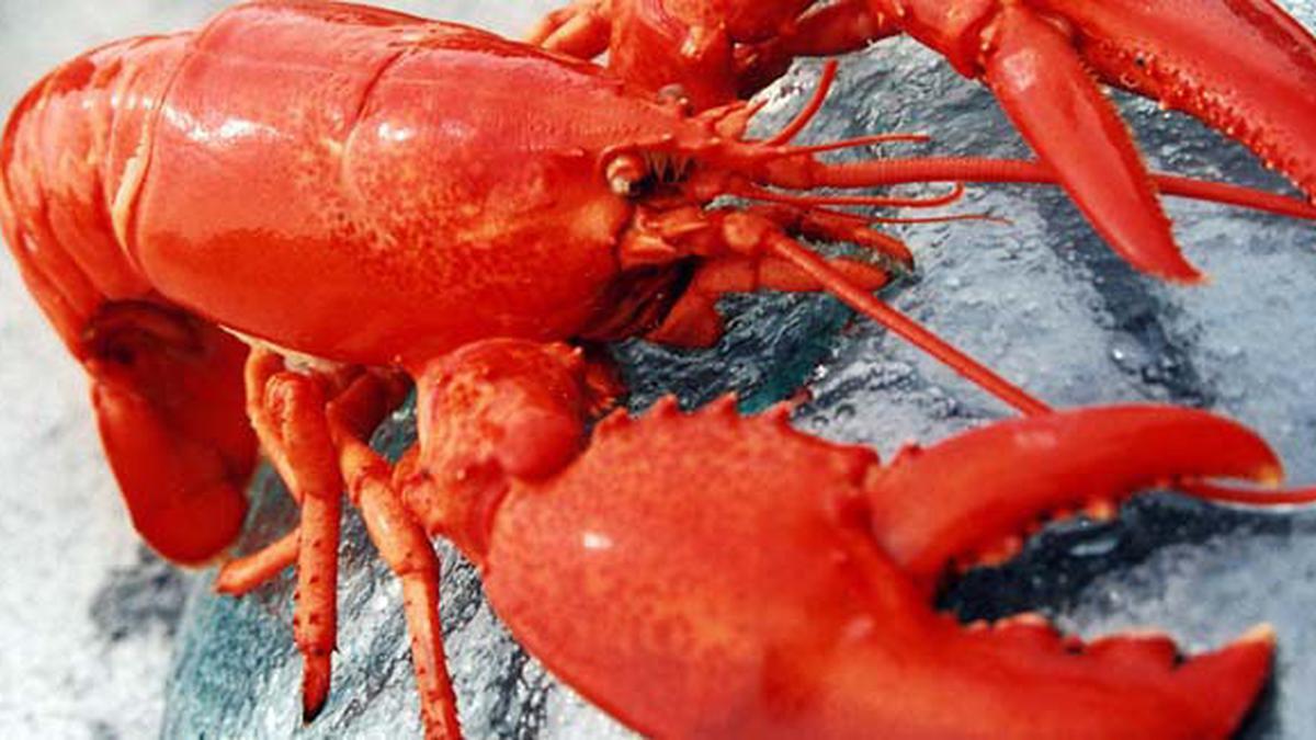 Bagian-bagian Lobster yang Bisa Dimakan - Lifestyle Fimela.com