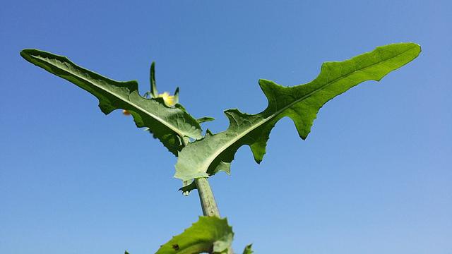 5 Manfaat Daun Tempuyung untuk Kesehatan, Tingkatkan Sistem Imun - Hot ...